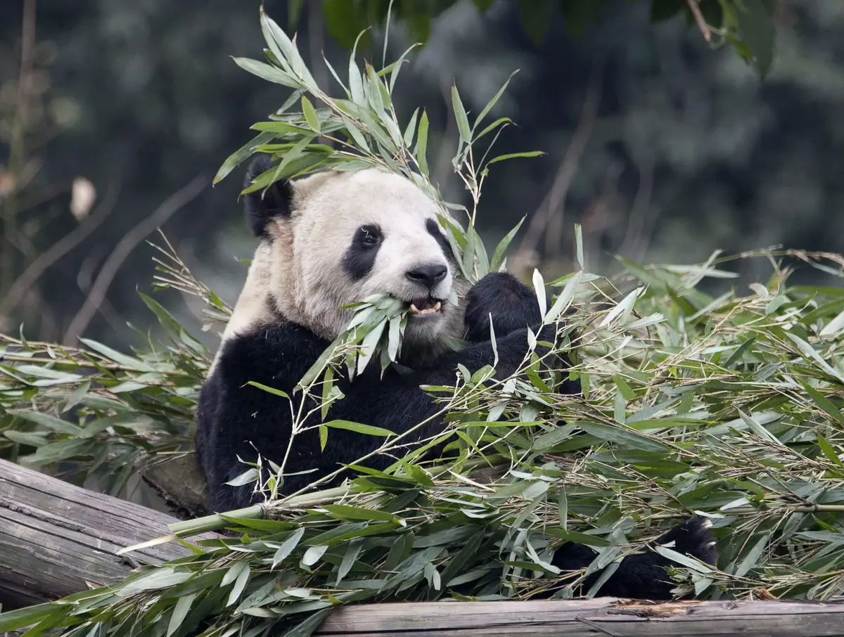 Er Shun | Giant panda Wiki | Fandom