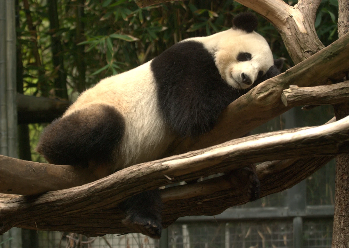 Mei Sheng | Giant panda Wiki | Fandom