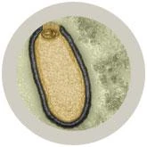 Zombie Virus | Giant Microbes Wiki | Fandom