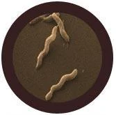 Diarrhea | Giant Microbes Wiki | Fandom