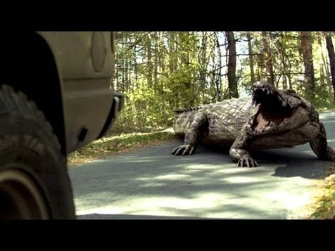 Large Crocodile | Gigan389 Wiki | Fandom