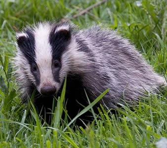 Badger | GigglerCats Wiki | Fandom