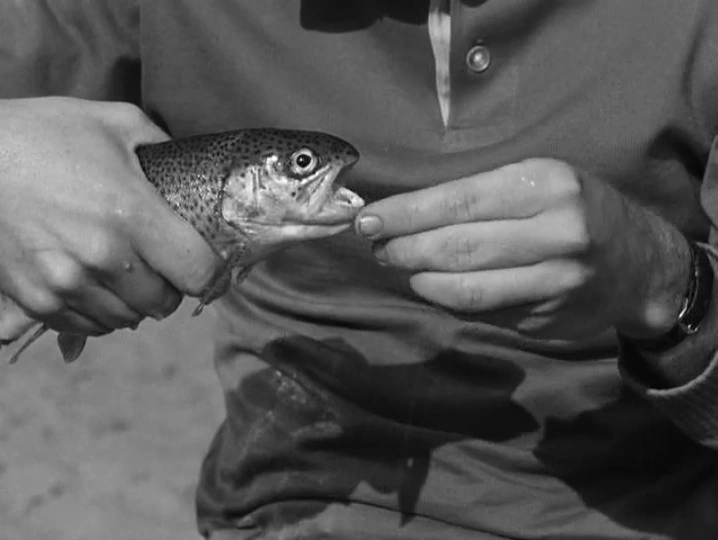 Irving the Fish | Gilligan's Island Wiki | Fandom