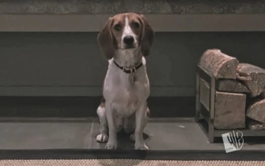 Cyrus | Gilmore Girls Wiki | Fandom