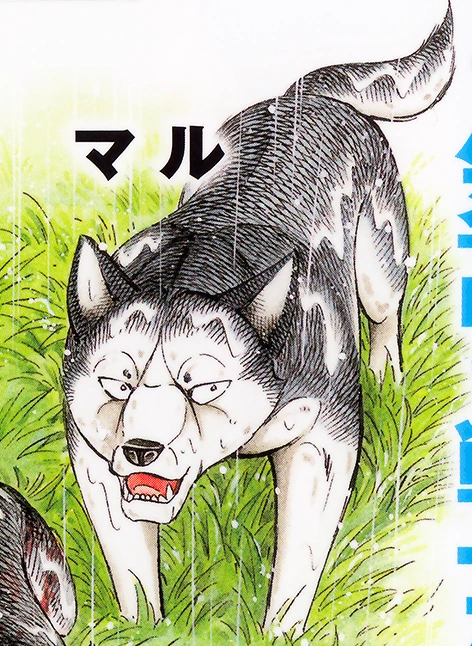 Maru | Ginga Wiki | Fandom