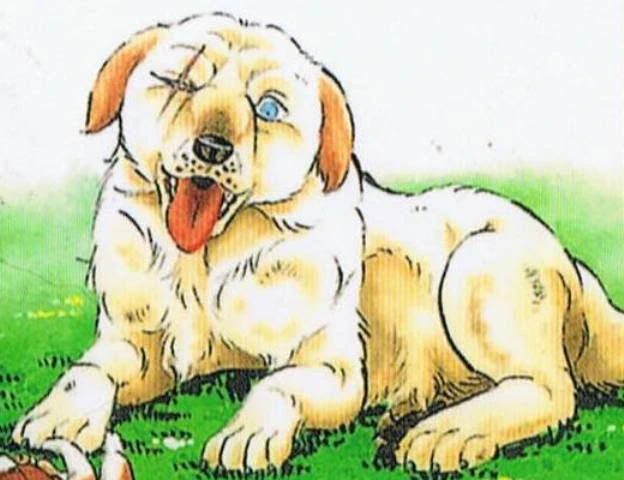 Category:Photo Gallery: Great Pyrenees | Ginga Wiki | Fandom