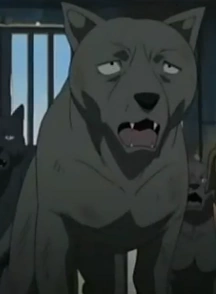 Kennel Dog | Ginga Wiki | Fandom