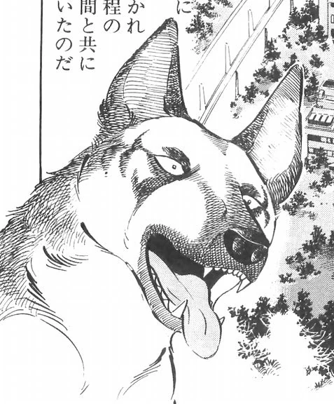 Category:Photo Gallery: German Shepherd | Ginga Wiki | Fandom