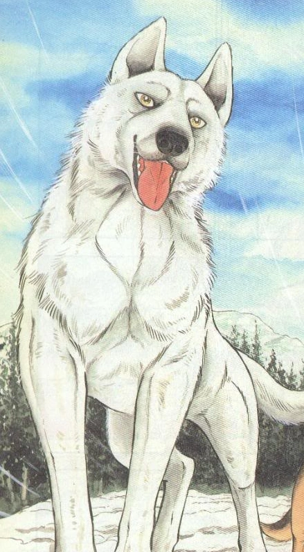 The White Wolf | Ginga Wiki | Fandom