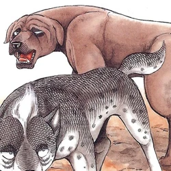 large fighting dogs