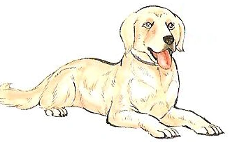 Shiro (GNIT) | Ginga Wiki | Fandom