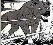 Goma | Ginga Wiki | Fandom