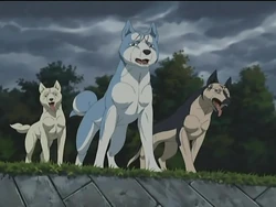 Gin | Ginga fan made Wiki | Fandom