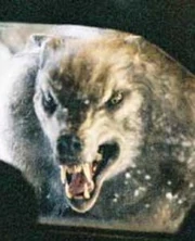 Werewolf | Ginger Snaps Wiki | Fandom
