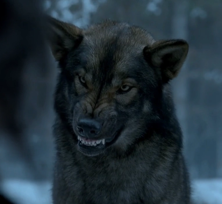 Wolf | Ginger Snaps Wiki | Fandom