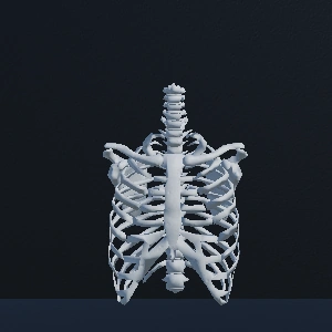 Rib Cage of Saint's Corpse | Gio Gio вики | Fandom