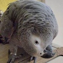 Kategorie:Gismo | Gismo & Julchen / das Original Wiki | Fandom