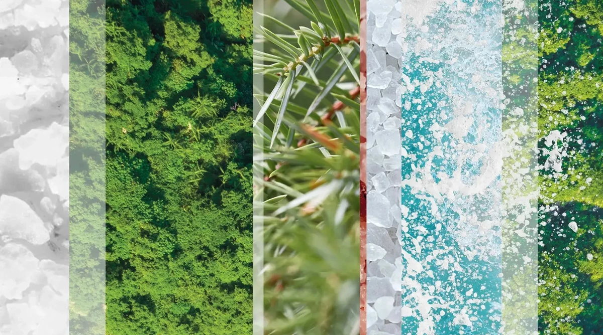 Sea Mist & Cypress | Glade Wiki | Fandom