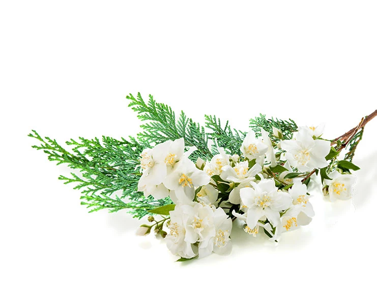 Jasmine & Cedarwood | Glade Wiki | Fandom