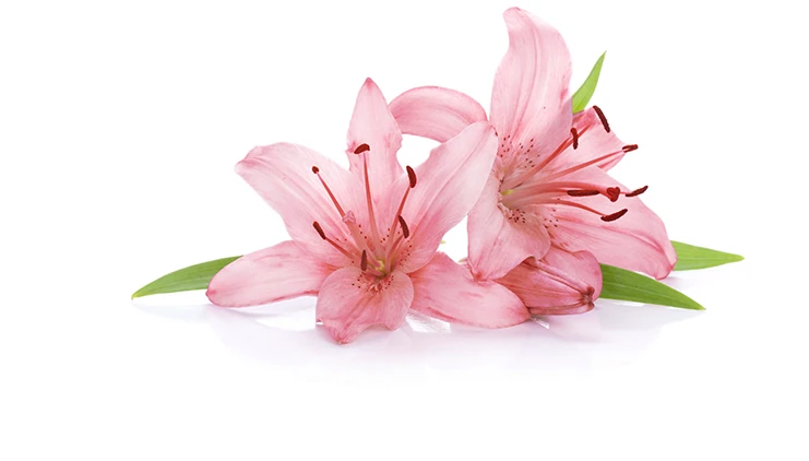 Floral Perfection | Glade Wiki | Fandom