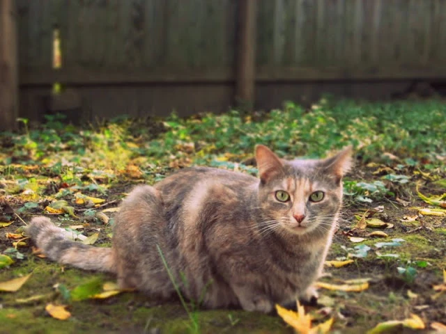 Flint | GladeClan Wiki | Fandom