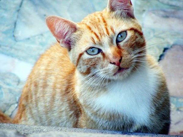 Morningdew | GladeClan Wiki | Fandom