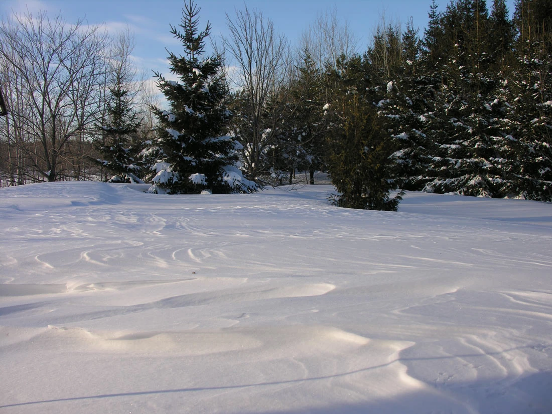 Secret Glade | GladeClan Wiki | Fandom