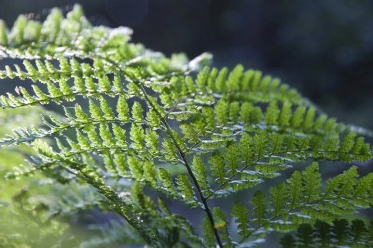 Medicine Glade | GladeClan Wiki | Fandom