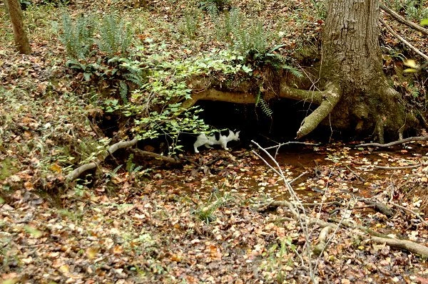 Warriors Den | GladeClan Wiki | Fandom