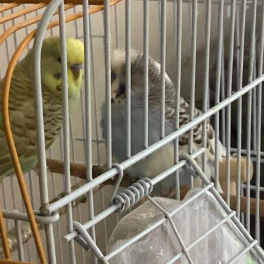 Blungaberry | Glagglepedia Wiki | Fandom