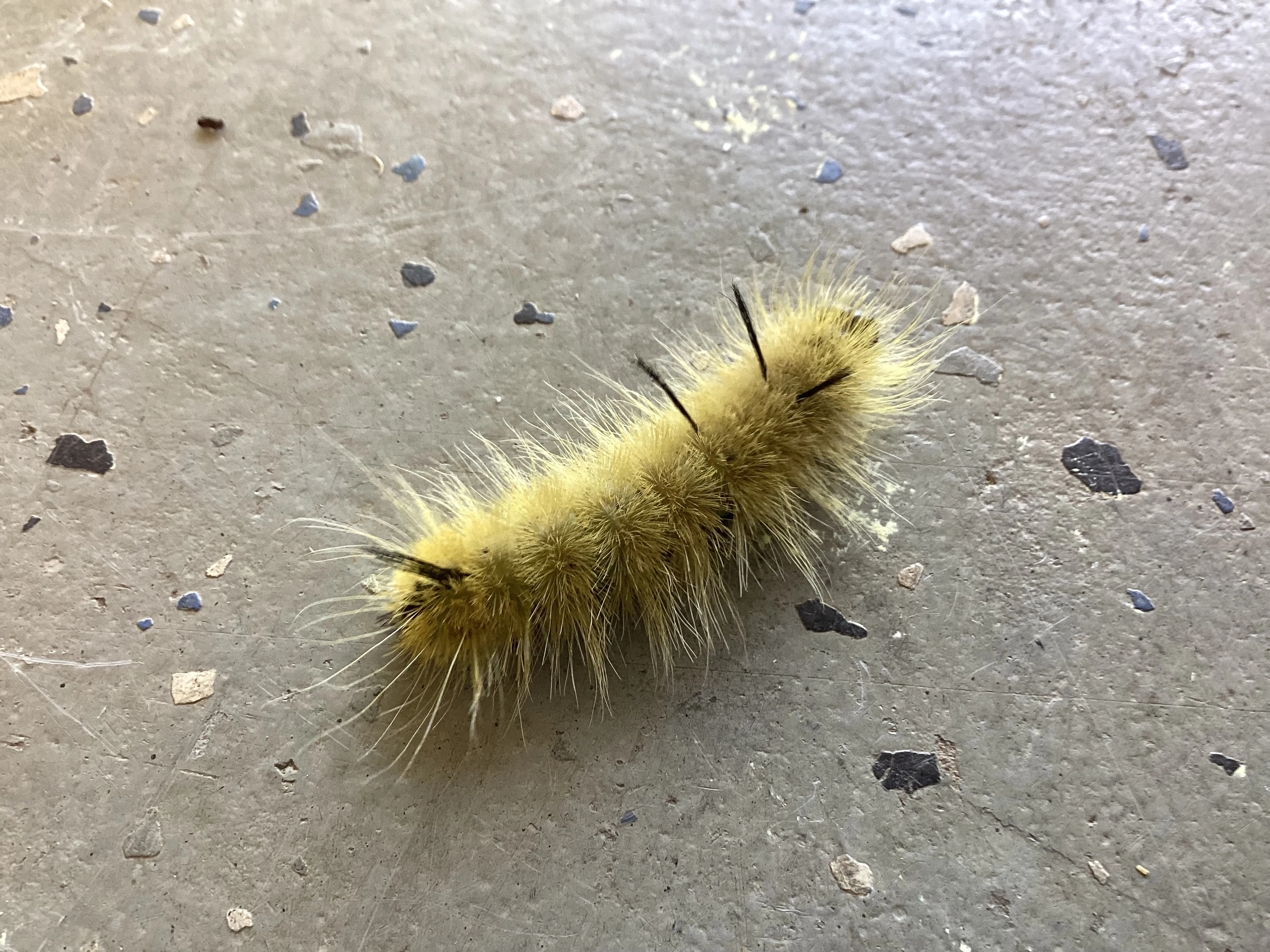 Discuss Everything About Glagglepedia Wiki | Fandom