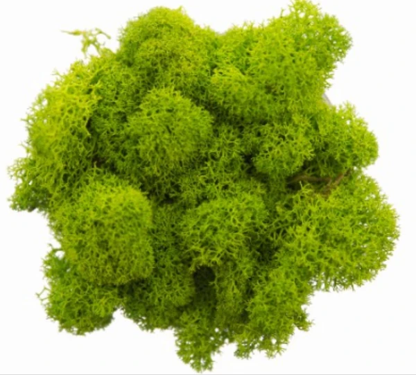 The Goobiote | Glagglepedia Wiki | Fandom