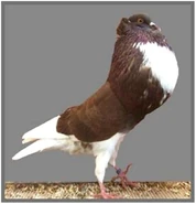 Gibblebob | Glagglepedia Wiki | Fandom