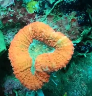 Glasear Aquatic Region | Glagglepedia Wiki | Fandom