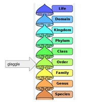 Glaggle | Glagglepedia Wiki | Fandom
