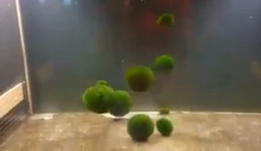 Goobabs | Glagglepedia Wiki | Fandom