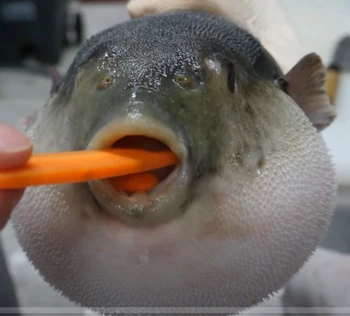 Giggleyfish | Glagglepedia Wiki | Fandom