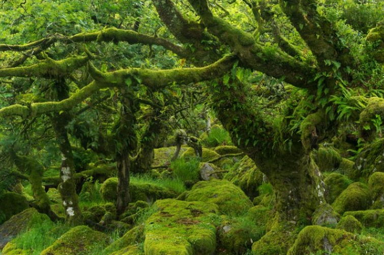 Goobabs | Glagglepedia Wiki | Fandom