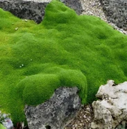 Goobabs | Glagglepedia Wiki | Fandom