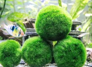 Goobabs | Glagglepedia Wiki | Fandom