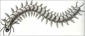 Con Rit | Global mythology Wiki | Fandom