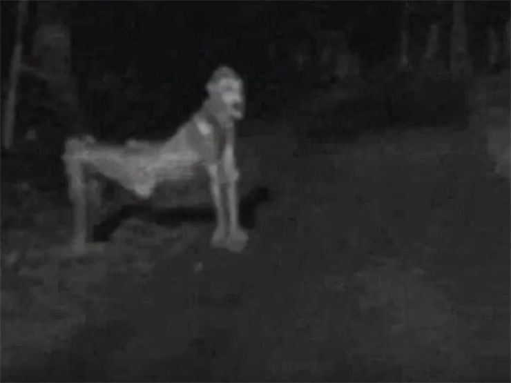 Skinwalker Global Mythology Wiki Fandom