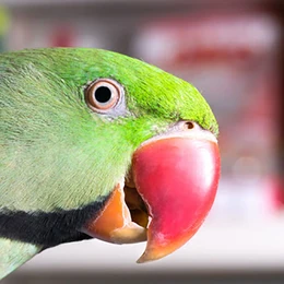 Port | The Global Challenge Wiki | Fandom