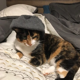 Dakey | The Global Challenge Wiki | Fandom