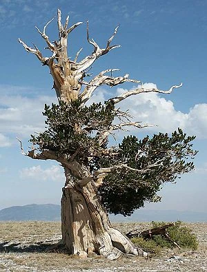 Pine Tree | GMMC Wiki | Fandom