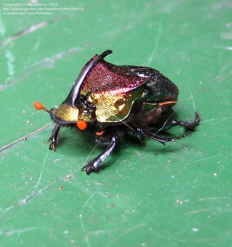 Beetle | GMMC Wiki | Fandom