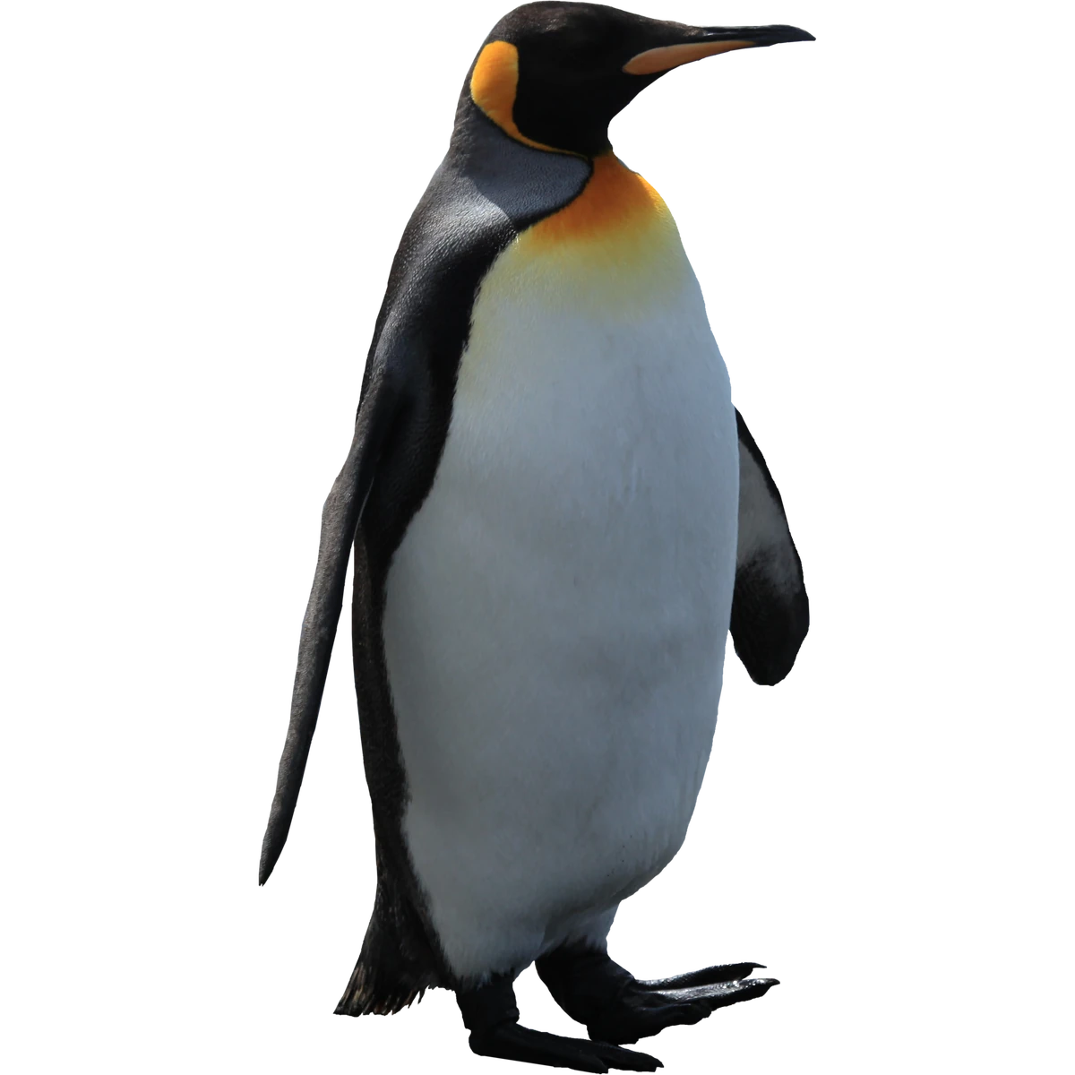 Classy Goat | Goat Simulator Wiki | Fandom