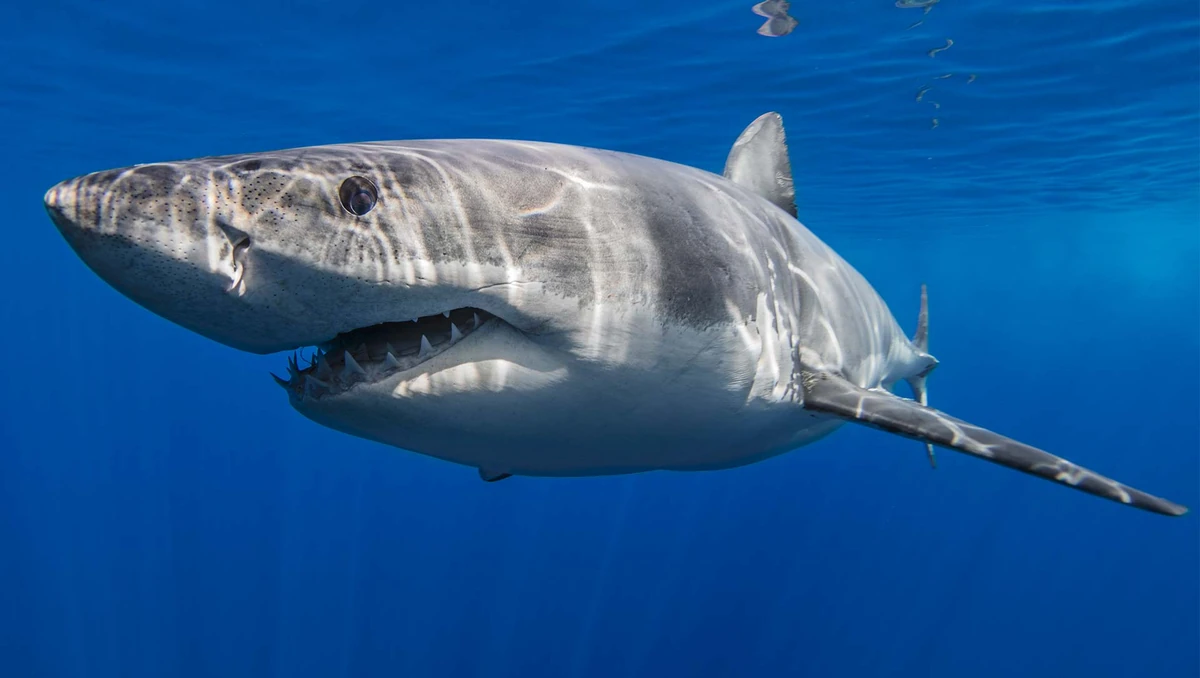 Omnipotent Shark | God Entities Wiki | Fandom