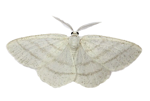 Mr.Moth | GOD-P Wiki | Fandom