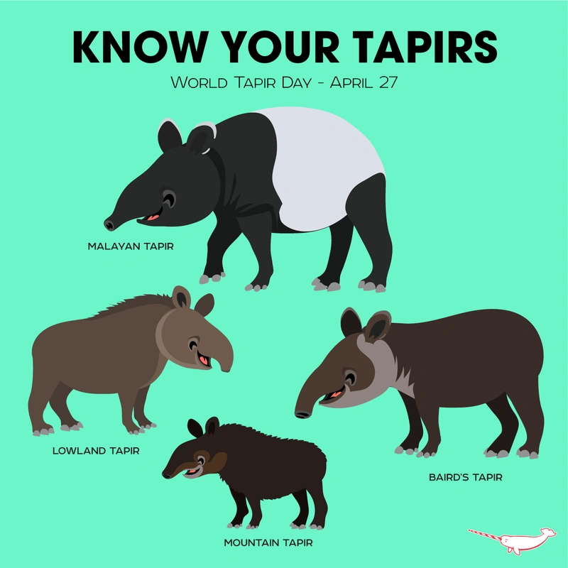 Tapir Animal Attack